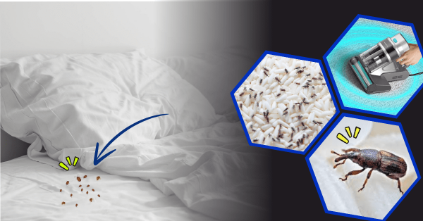 Cara Menghilangkan Kutu Beras di Kasur Kamar Ruangan Tidur